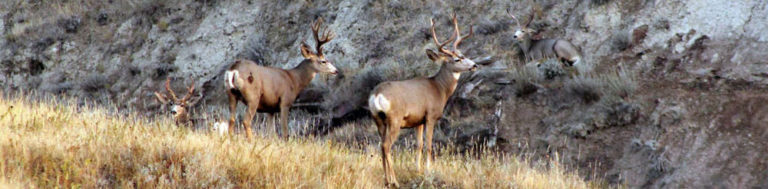 Trophy Mule Deer Hunts | Crooked Creek Outfitters, LLC